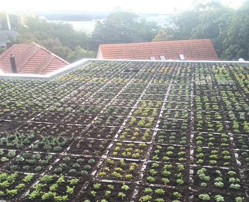 Green Roof with Elmich MEP Trays Installation | KHD